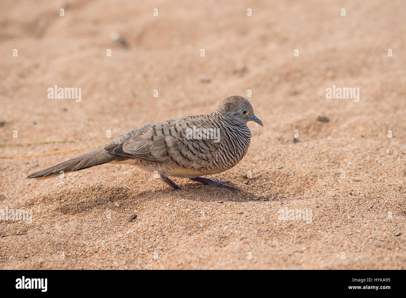 Zebra dove, Geopelia striata, (barred ground dove), Kauai, Hawaii, USA ...