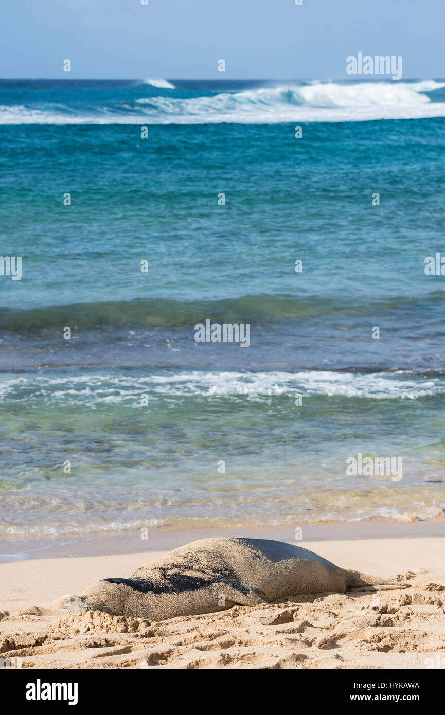Hawaiian monk seal, Neomonachus schauinslandi, Poipu Beach Park, Kauai ...