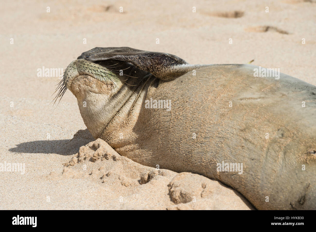 Hawaiian monk seal, Neomonachus schauinslandi, Poipu Beach Park, Kauai ...