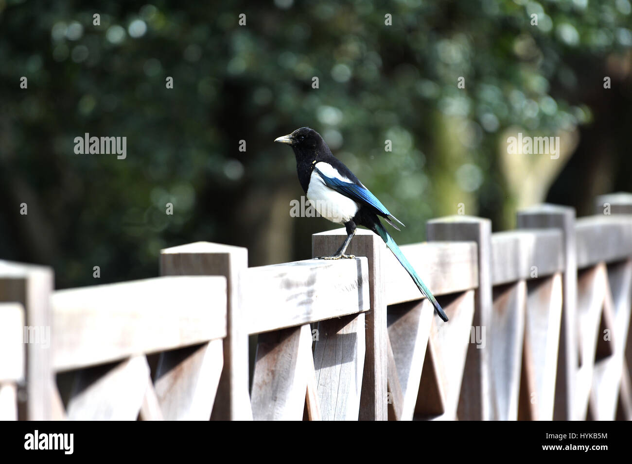 Lone magpie standing on a wooden fence Stock Photo - Alamy