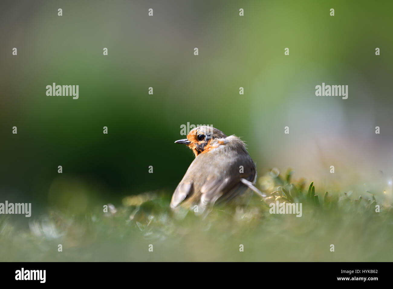 Bird on a hedge hi-res stock photography and images - Alamy