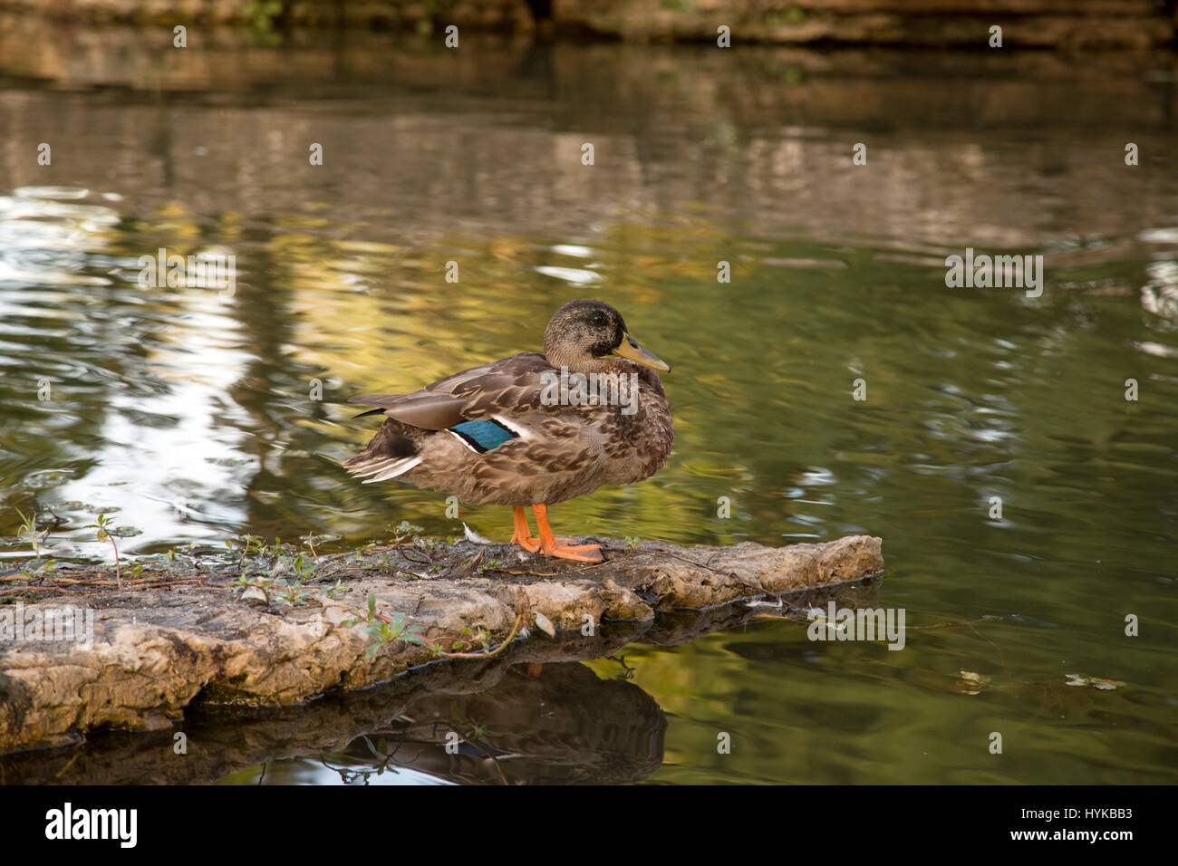 Mallard duck standing hi-res stock photography and images - Alamy