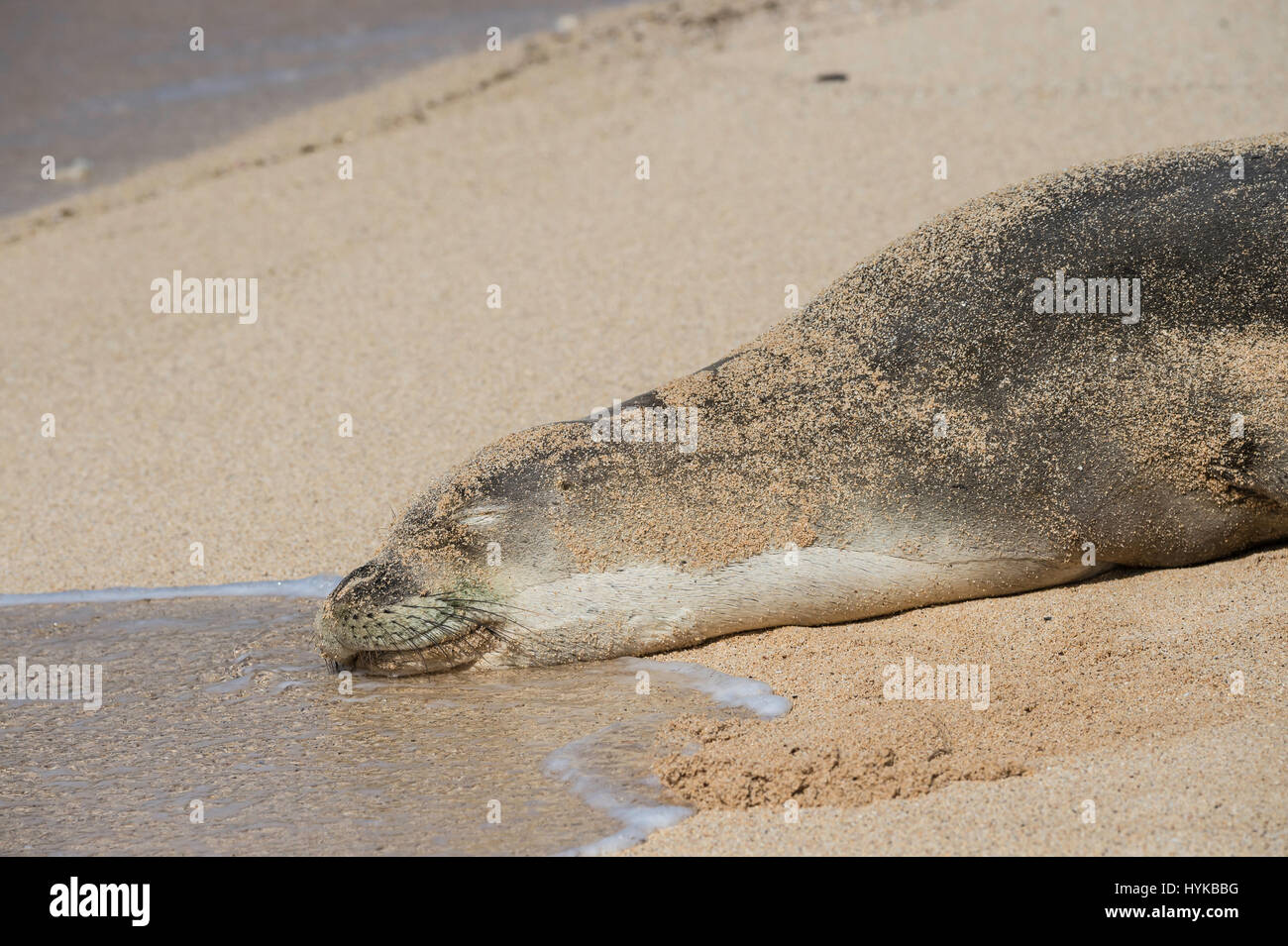 Hawaiian monk seal, Neomonachus schauinslandi, Poipu Beach Park, Kauai ...