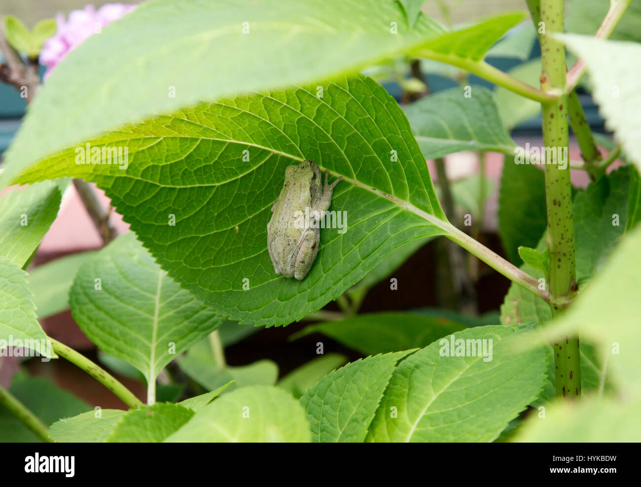 Close up tree frog hi-res stock photography and images - Alamy