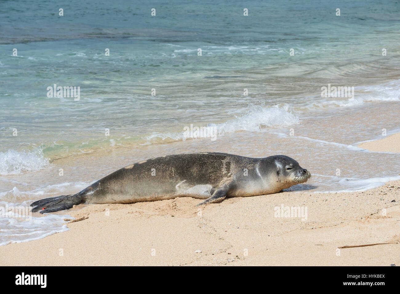 Hawaiian monk seal, Neomonachus schauinslandi, Poipu Beach Park, Kauai ...
