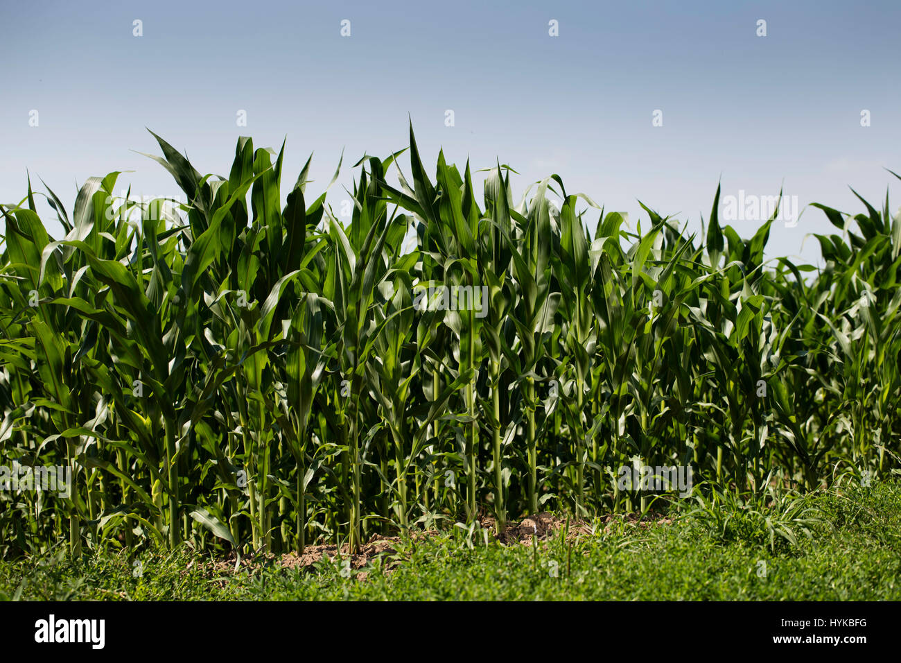 Cornfield during summer. Background and texture concept. Landscape with ...