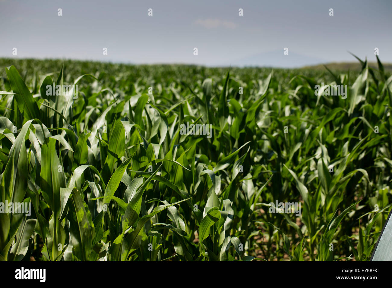 Cornfield during summer. Background and texture concept. Landscape with ...