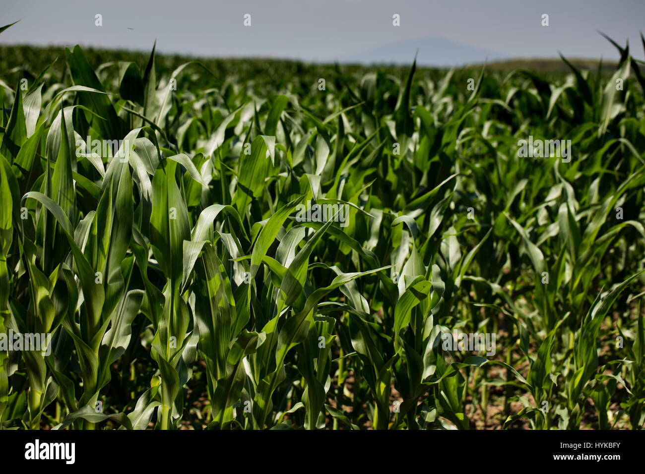 Cornfield during summer. Background and texture concept. Landscape with ...