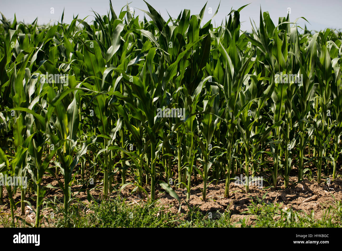 Cornfield during summer. Background and texture concept. Landscape with ...