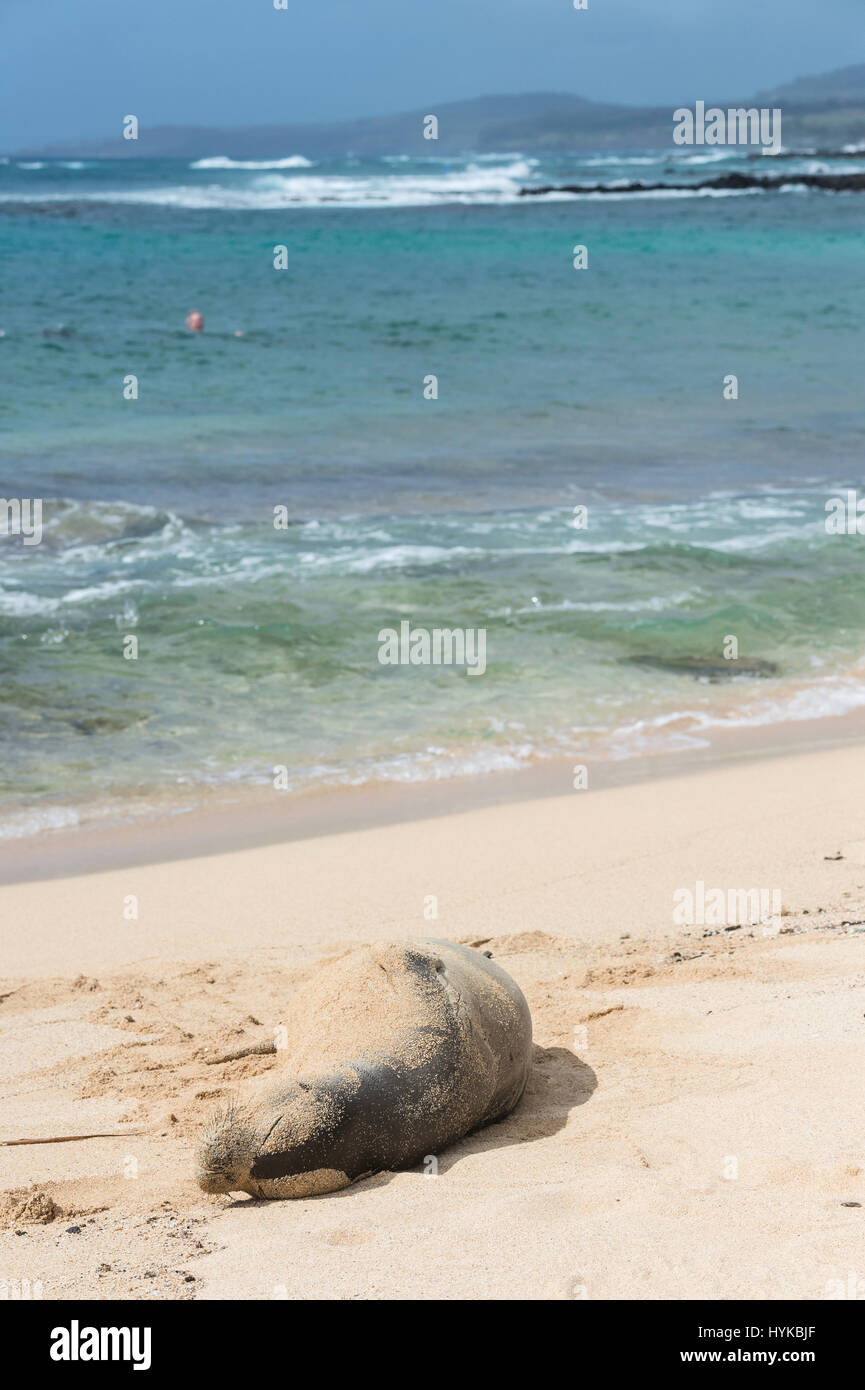 Hawaiian monk seal, Neomonachus schauinslandi, Poipu Beach Park, Kauai ...