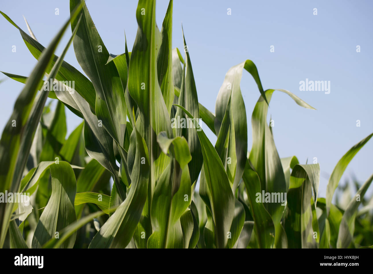Cornfield during summer. Background and texture concept. Landscape with ...