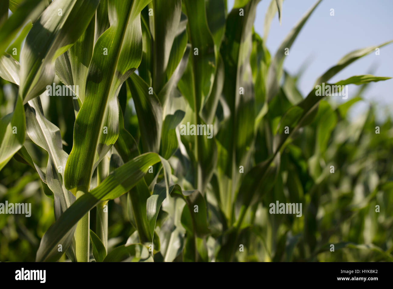 Cornfield during summer. Background and texture concept. Landscape with ...