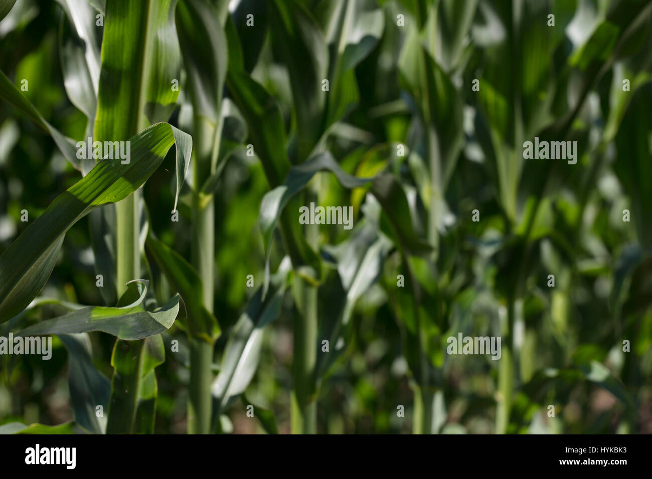 Cornfield during summer. Background and texture concept. Landscape with ...