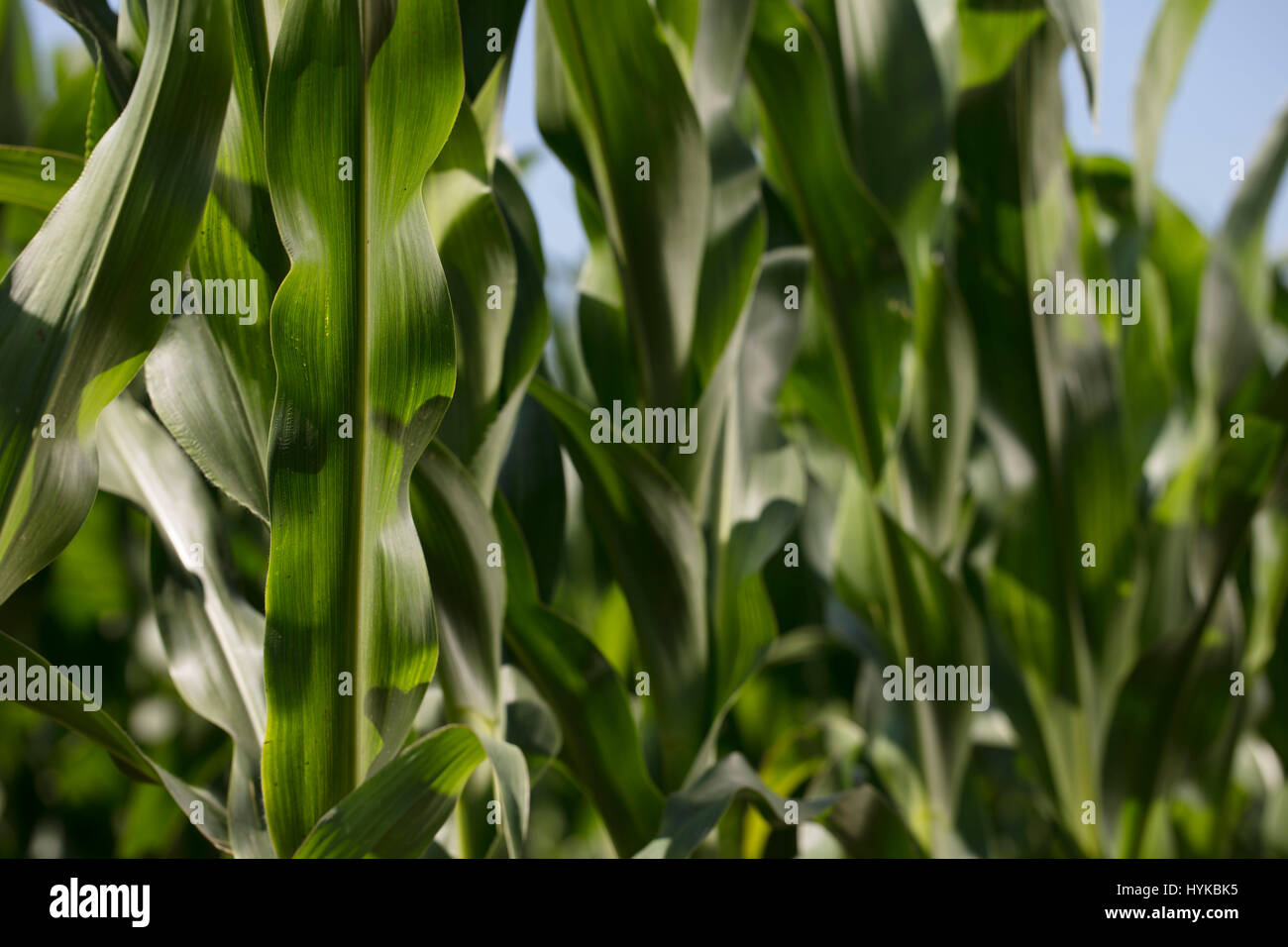 Cornfield during summer. Background and texture concept. Landscape with ...