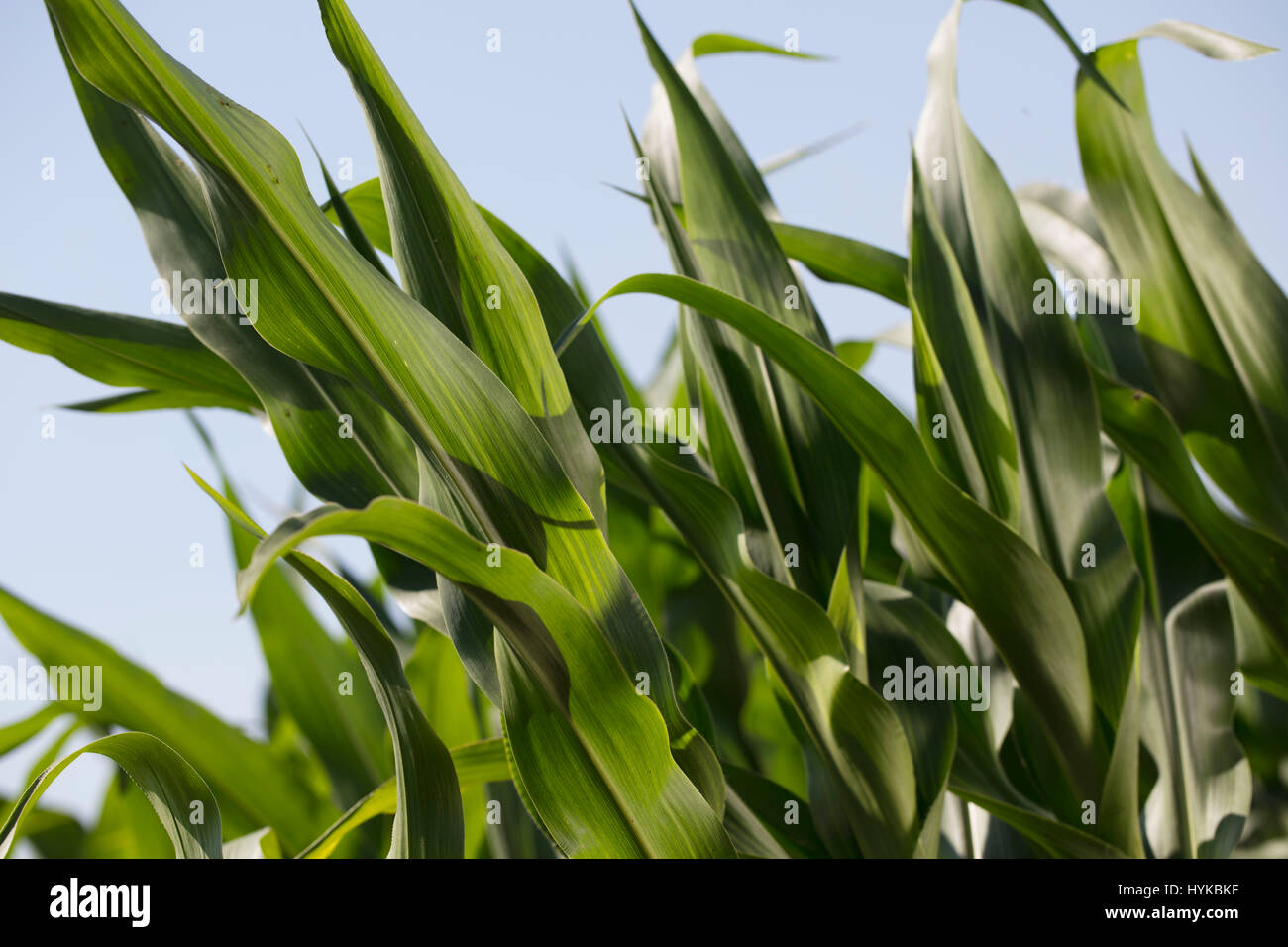 Cornfield during summer. Background and texture concept. Landscape with ...