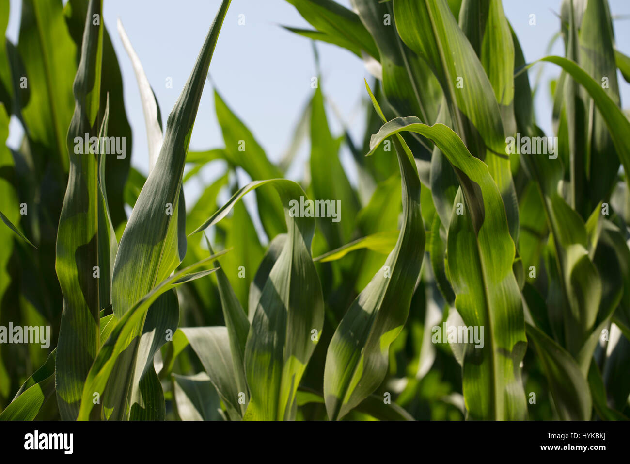 Cornfield during summer. Background and texture concept. Landscape with ...