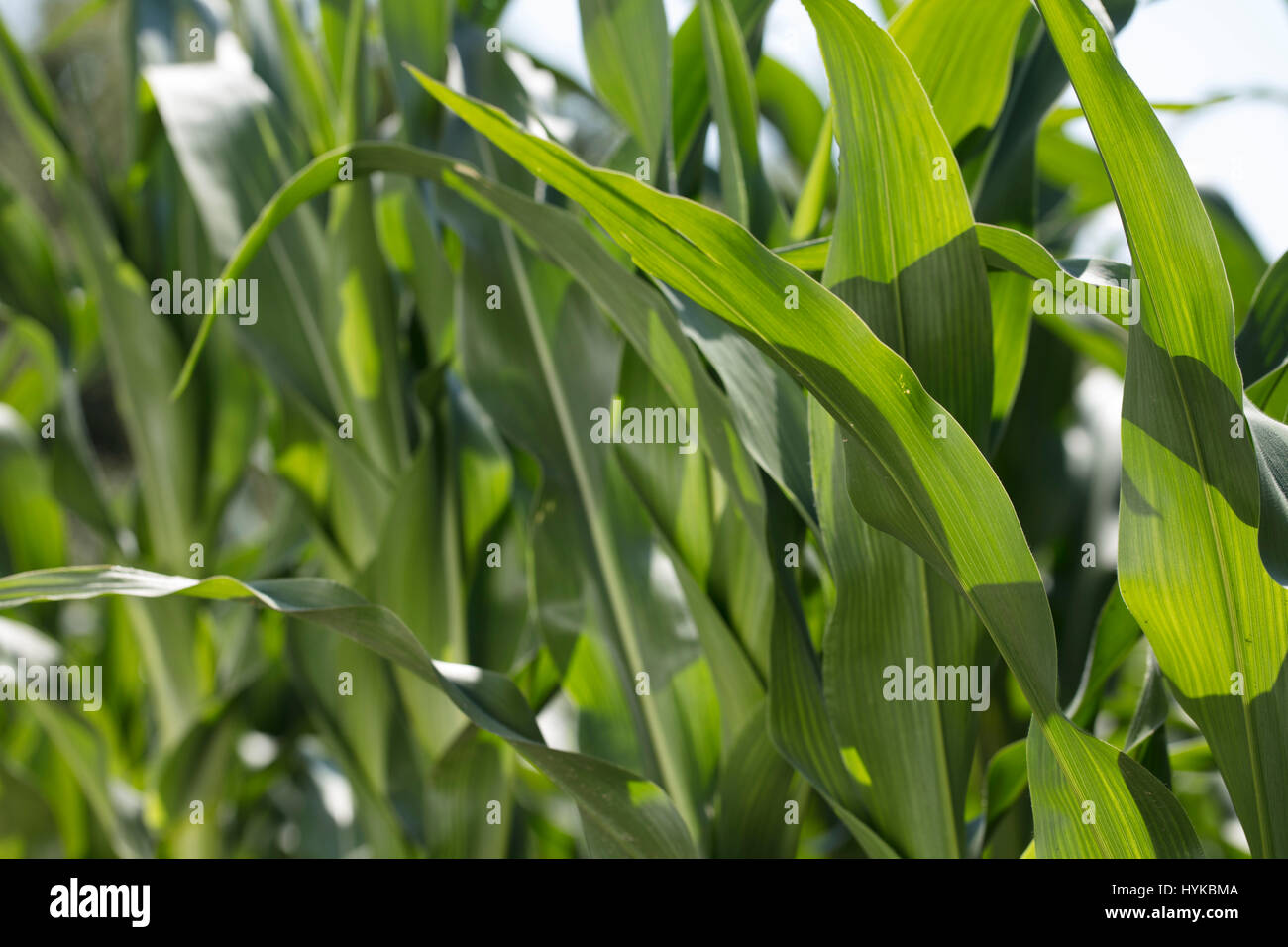 Cornfield during summer. Background and texture concept. Landscape with ...