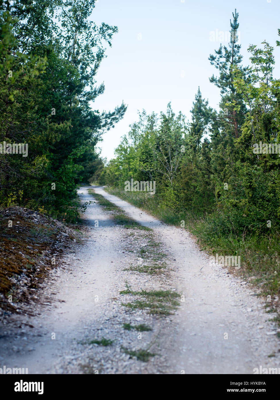 simple country road in summer at countryside with trees around Stock ...