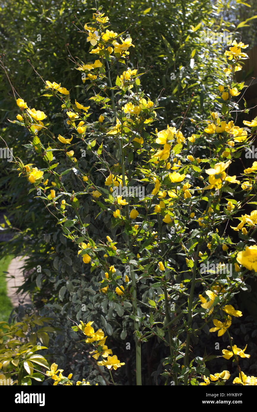 Golden guinea flower hi-res stock photography and images - Alamy