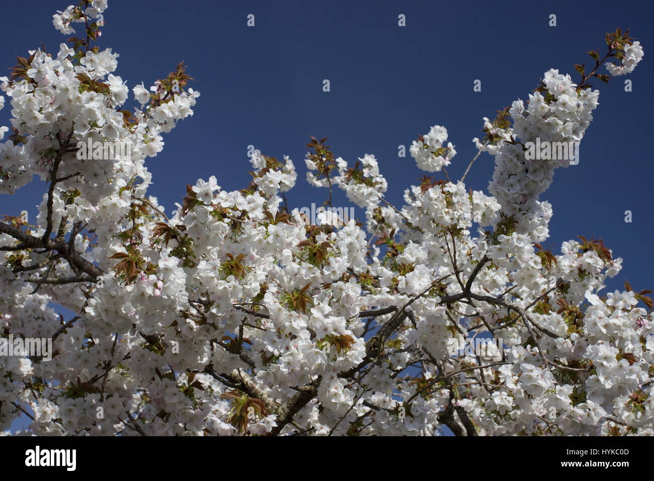 Prunus Taihaku Great white cherry Stock Photo - Alamy
