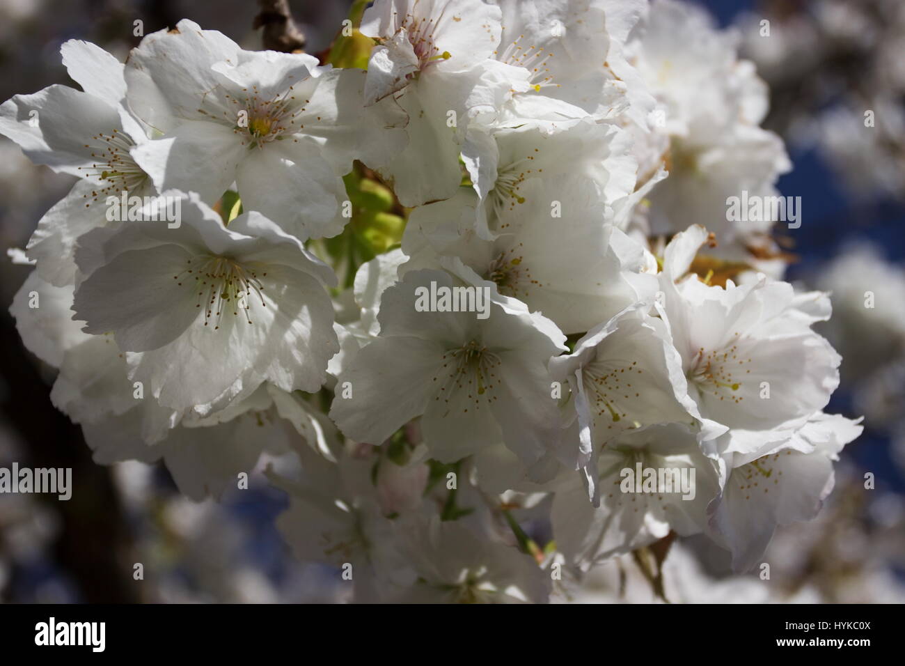 Prunus taihaku flowers hi-res stock photography and images - Alamy