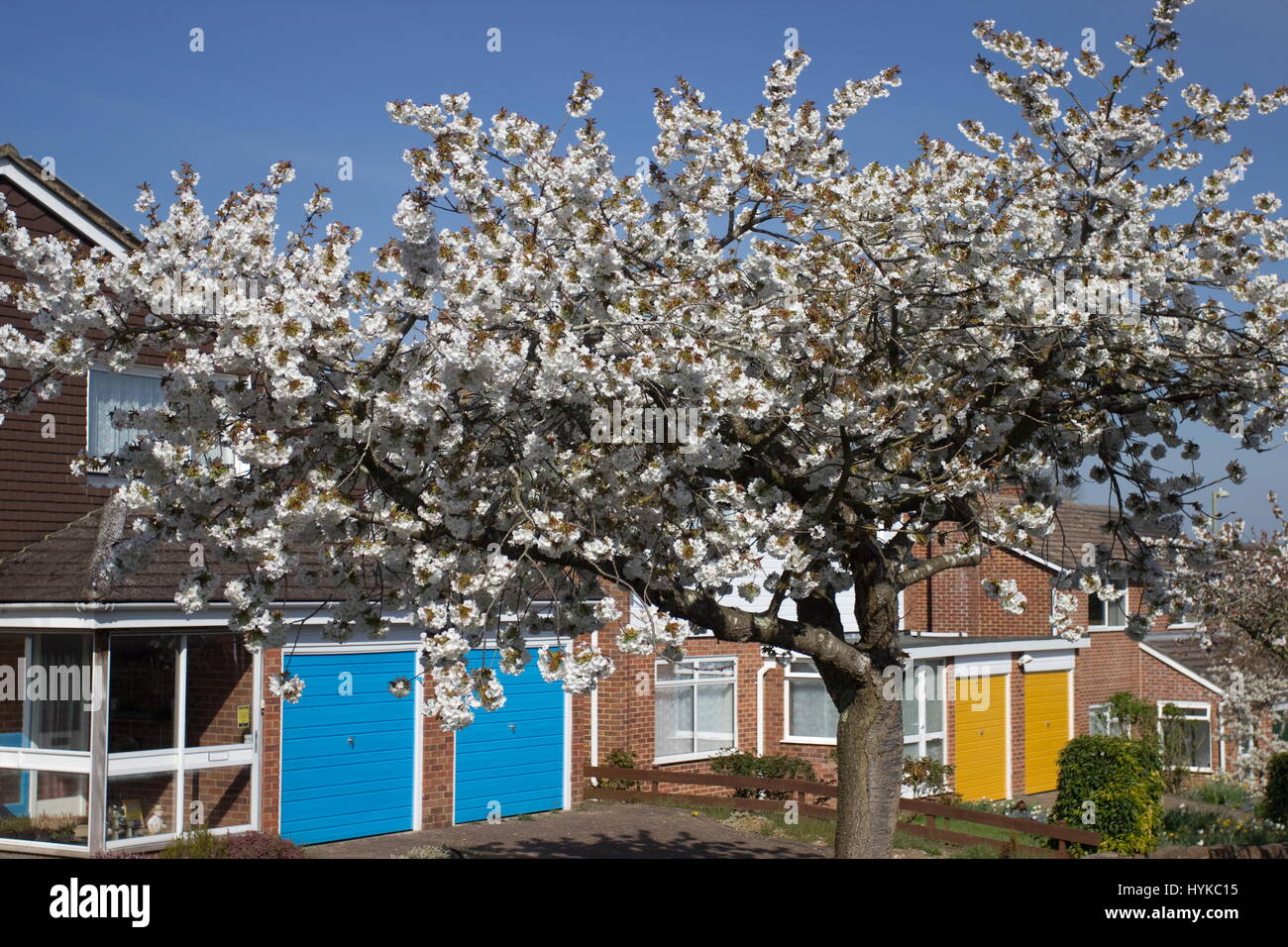 Prunus taihaku flowers hi-res stock photography and images - Alamy