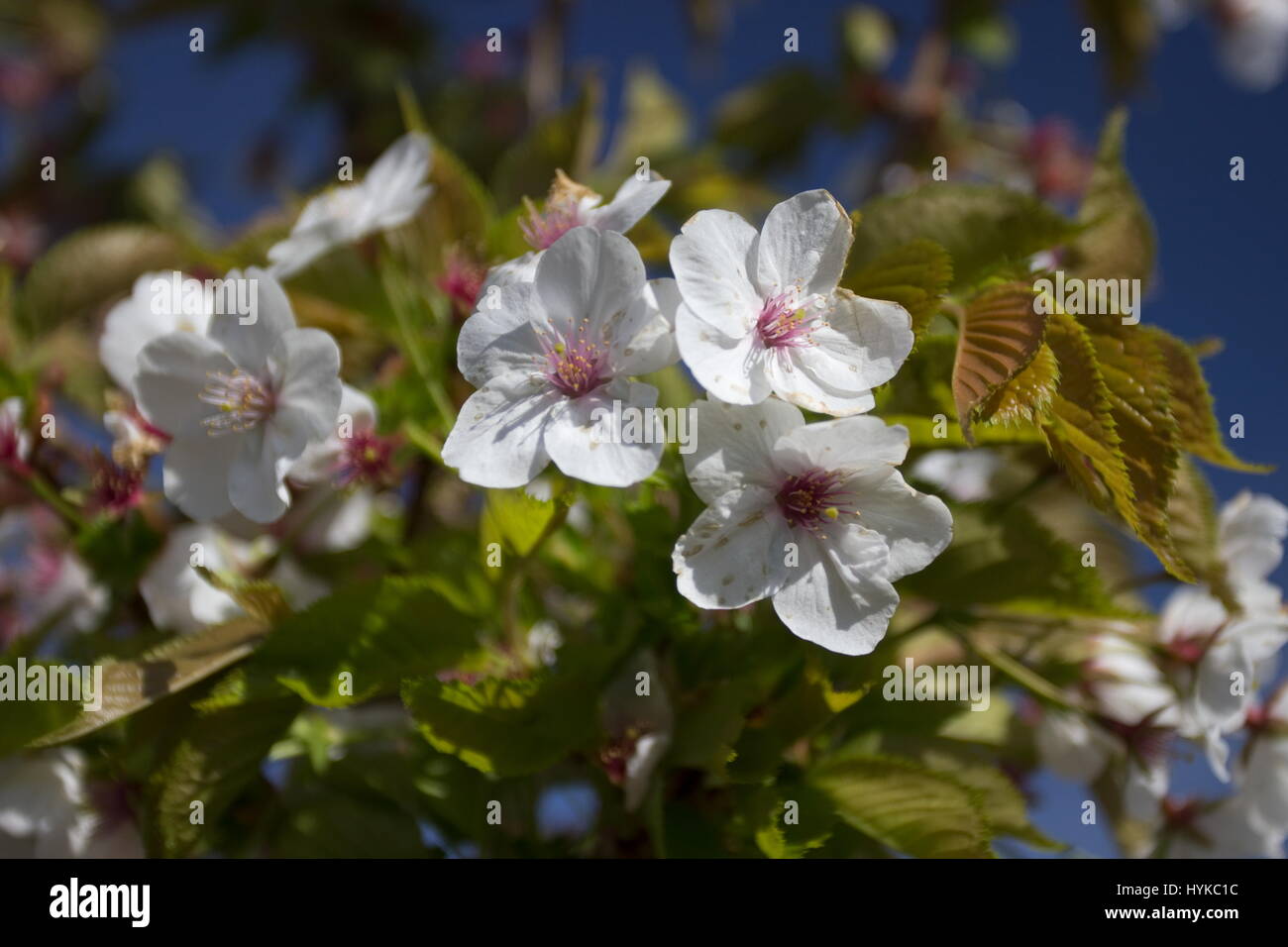 Prunus incisa Fuji cherry tree Stock Photo - Alamy