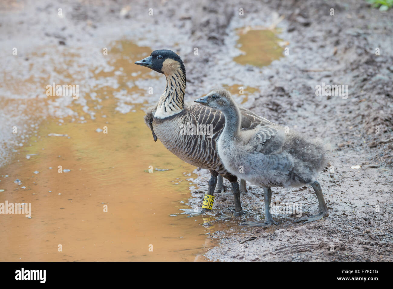 Hawaiian goose gosling nene hi-res stock photography and images - Alamy