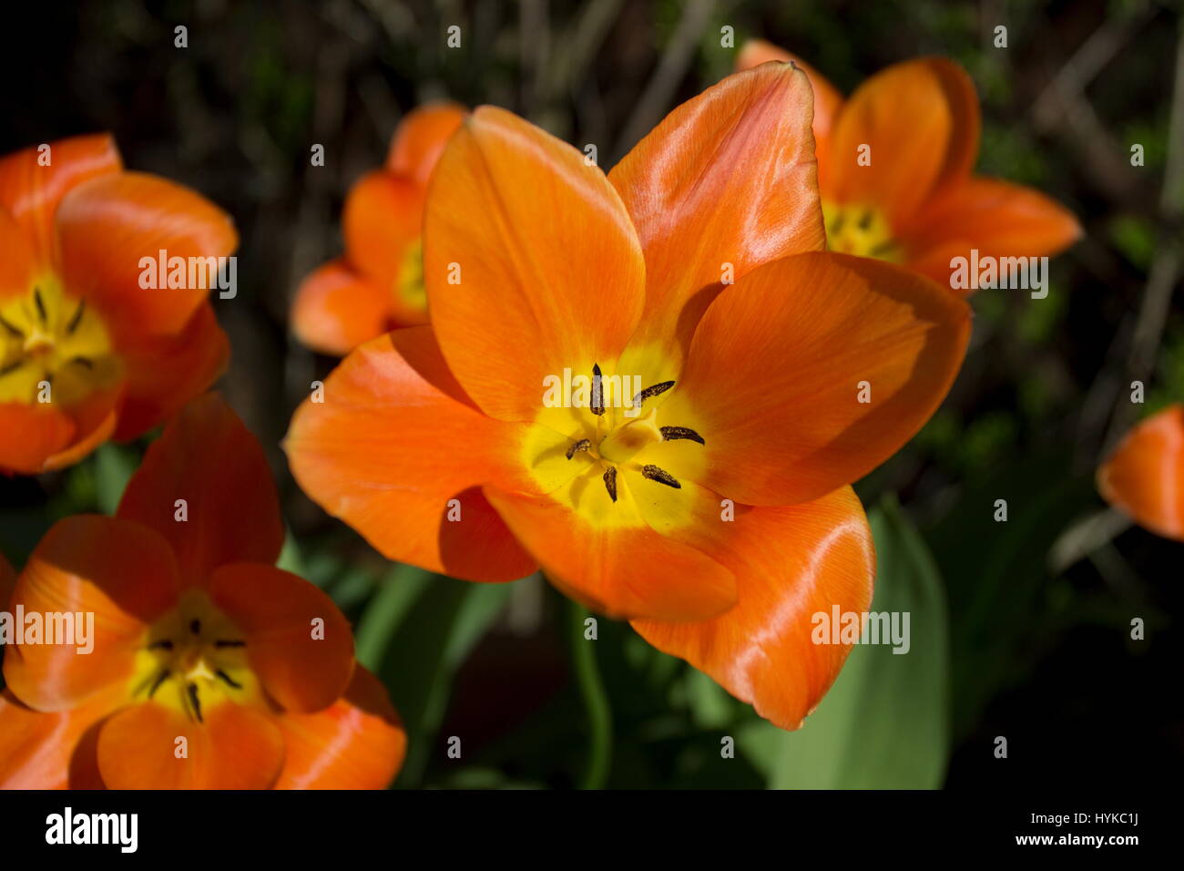 Emperor fosteriana hi-res stock photography and images - Alamy