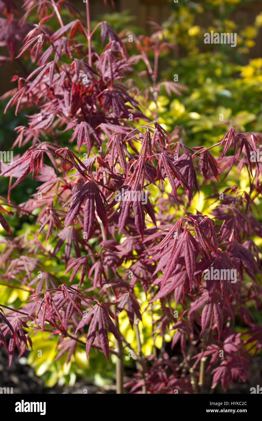 Acer palmatum atropurpureum japanese maple hi-res stock photography and ...