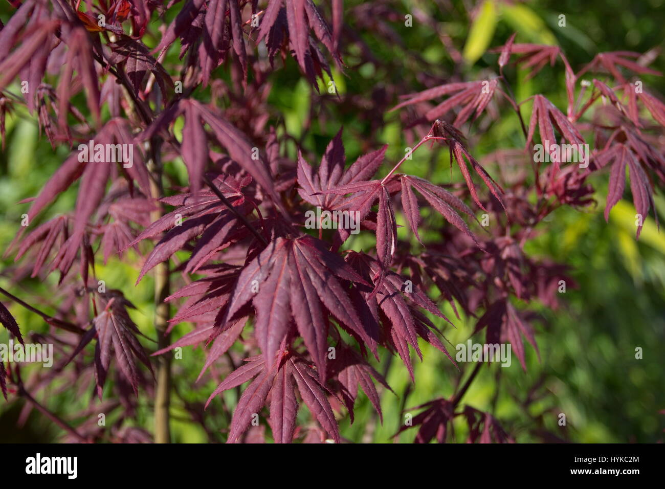 Purple Maple tree Acer palmatum f. atropurpureum Stock Photo - Alamy