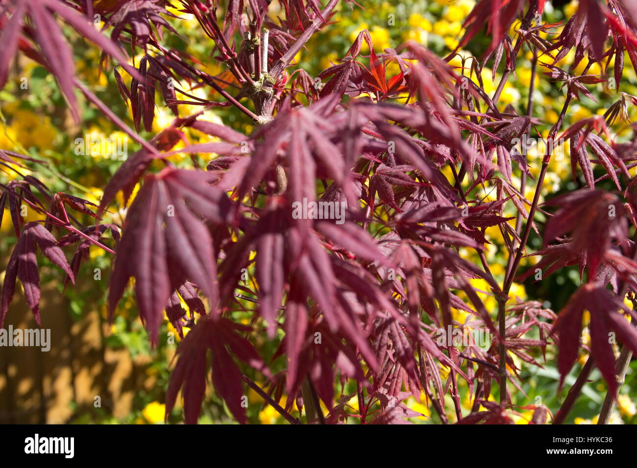 Purple Maple tree Acer palmatum f. atropurpureum with Kerria japonica ...
