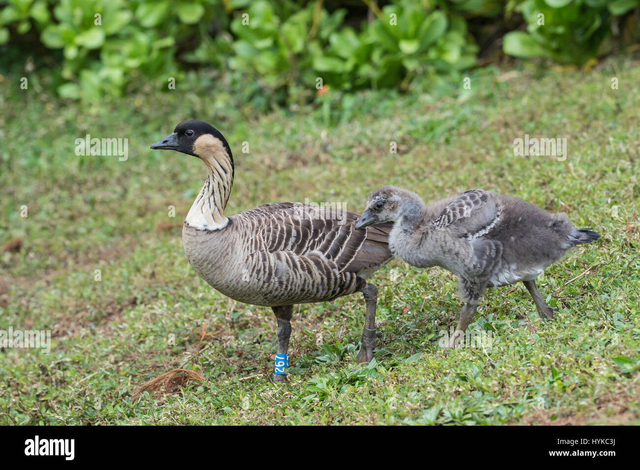 Hawaiian goose gosling nene hi-res stock photography and images - Alamy