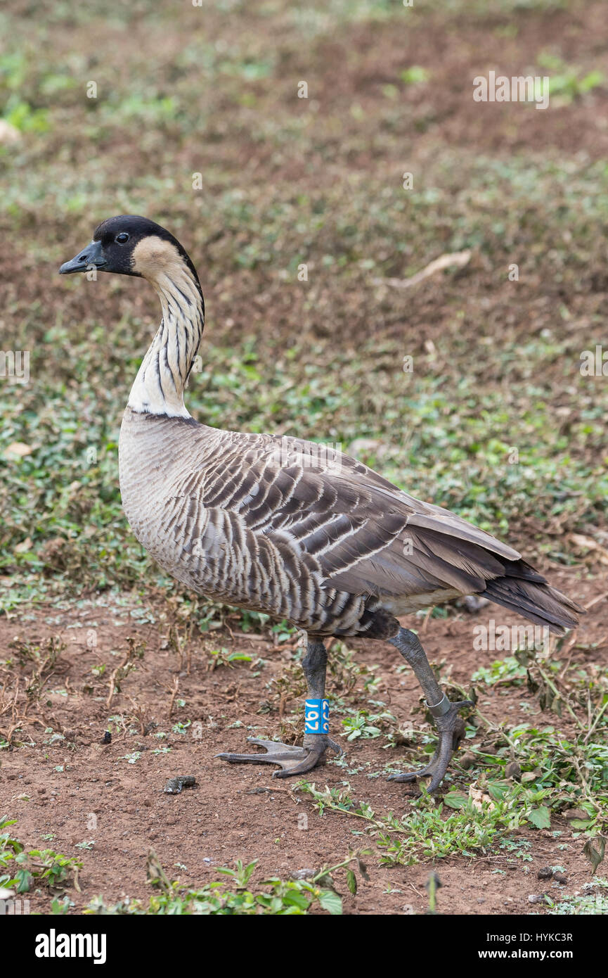 Nene, Hawaiian Goose, Branta sandvicensis, Kilauea Point National ...