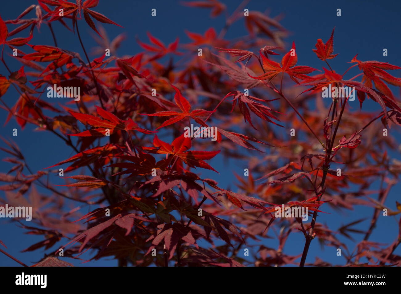 Acer Palmatum Atropurpureum Tree High Resolution Stock Photography and ...