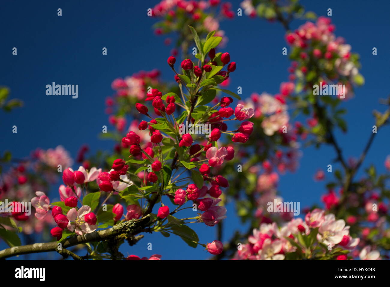 Malus floribunda Japenese crab apple in Spring Stock Photo - Alamy