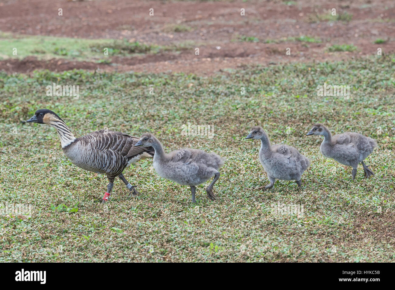 Hawaiian goose gosling nene hi-res stock photography and images - Alamy