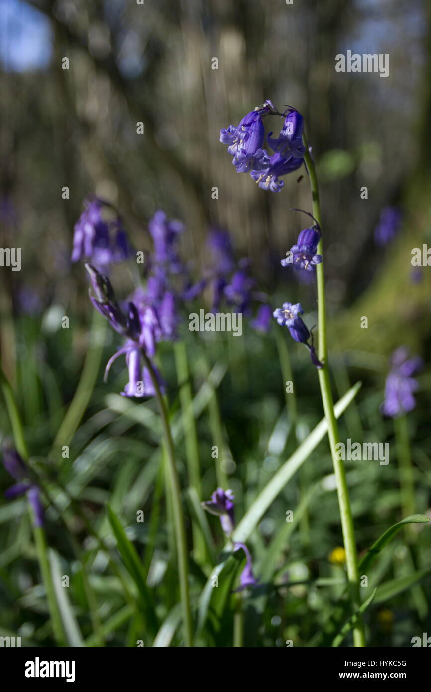 Hyacinthoides non scripta gardening hi-res stock photography and images ...