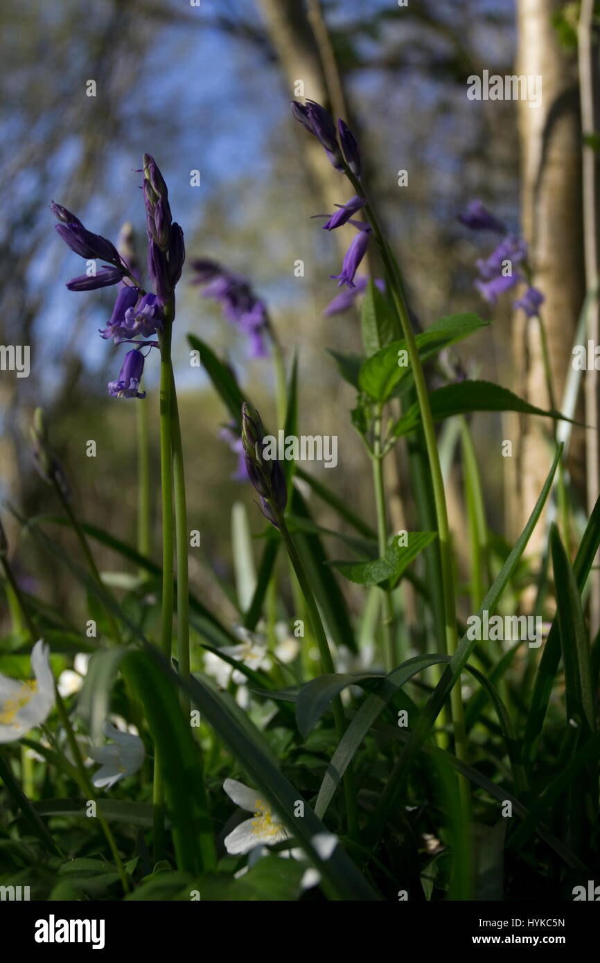 Hyacinthoides non scripta gardening hi-res stock photography and images ...