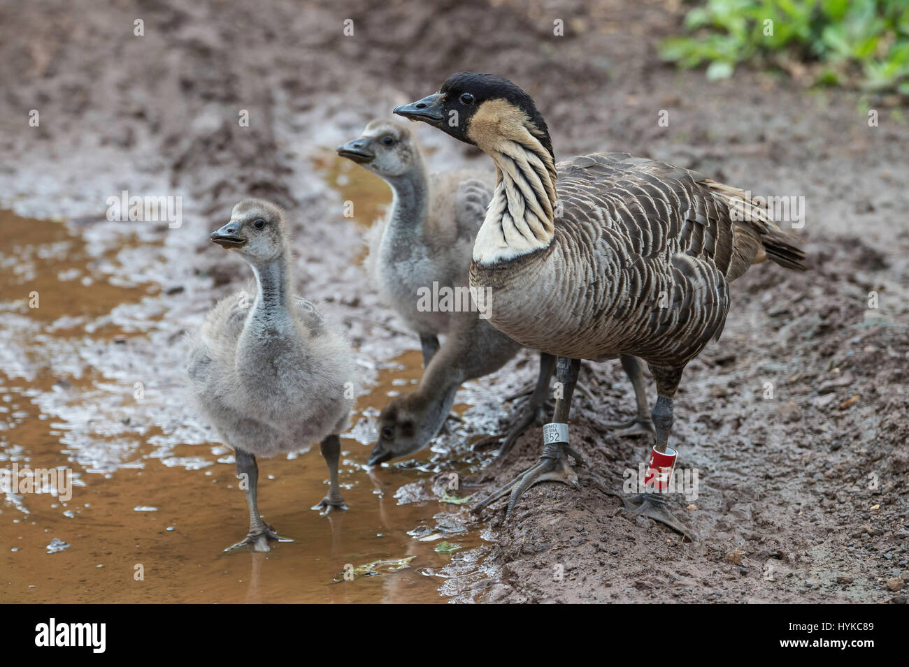 Hawaiian goose gosling nene hi-res stock photography and images - Alamy