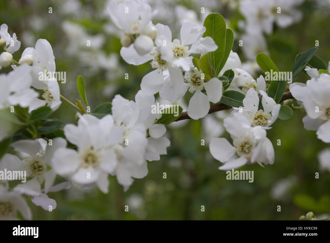 Exochorda x macrantha The Bride Pearl bush Stock Photo - Alamy