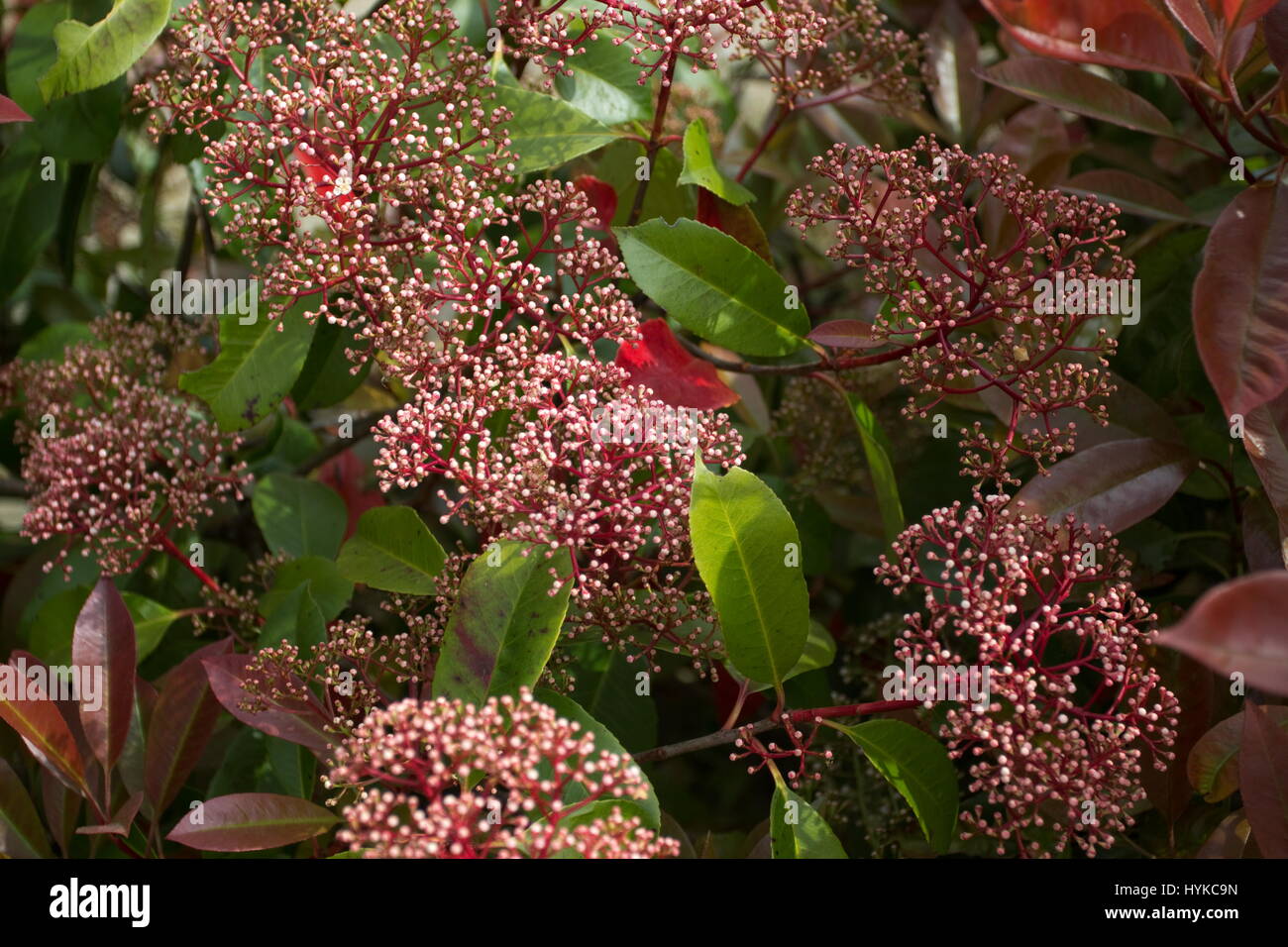 Photinia Red Robin flower buds in Spring Stock Photo - Alamy