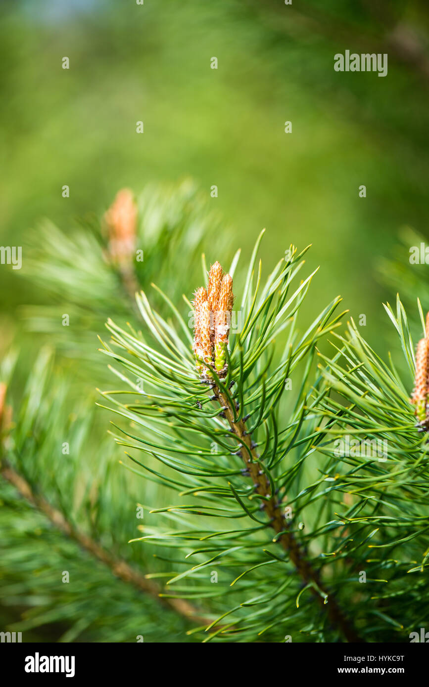 pine tree blossoms in spring on blur background Stock Photo - Alamy