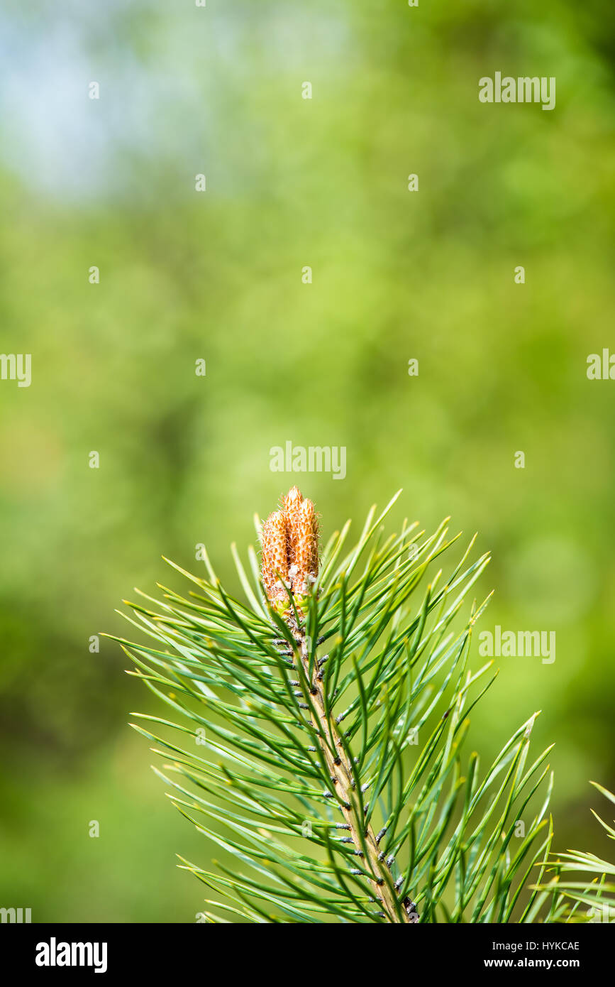 pine tree blossoms in spring on blur background Stock Photo - Alamy