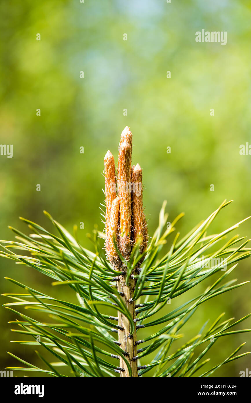 pine tree blossoms in spring on blur background Stock Photo - Alamy