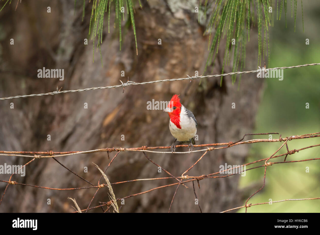 Red-crested cardinal, Paroaria coronata, Kauai, Hawaii, USA Stock Photo ...