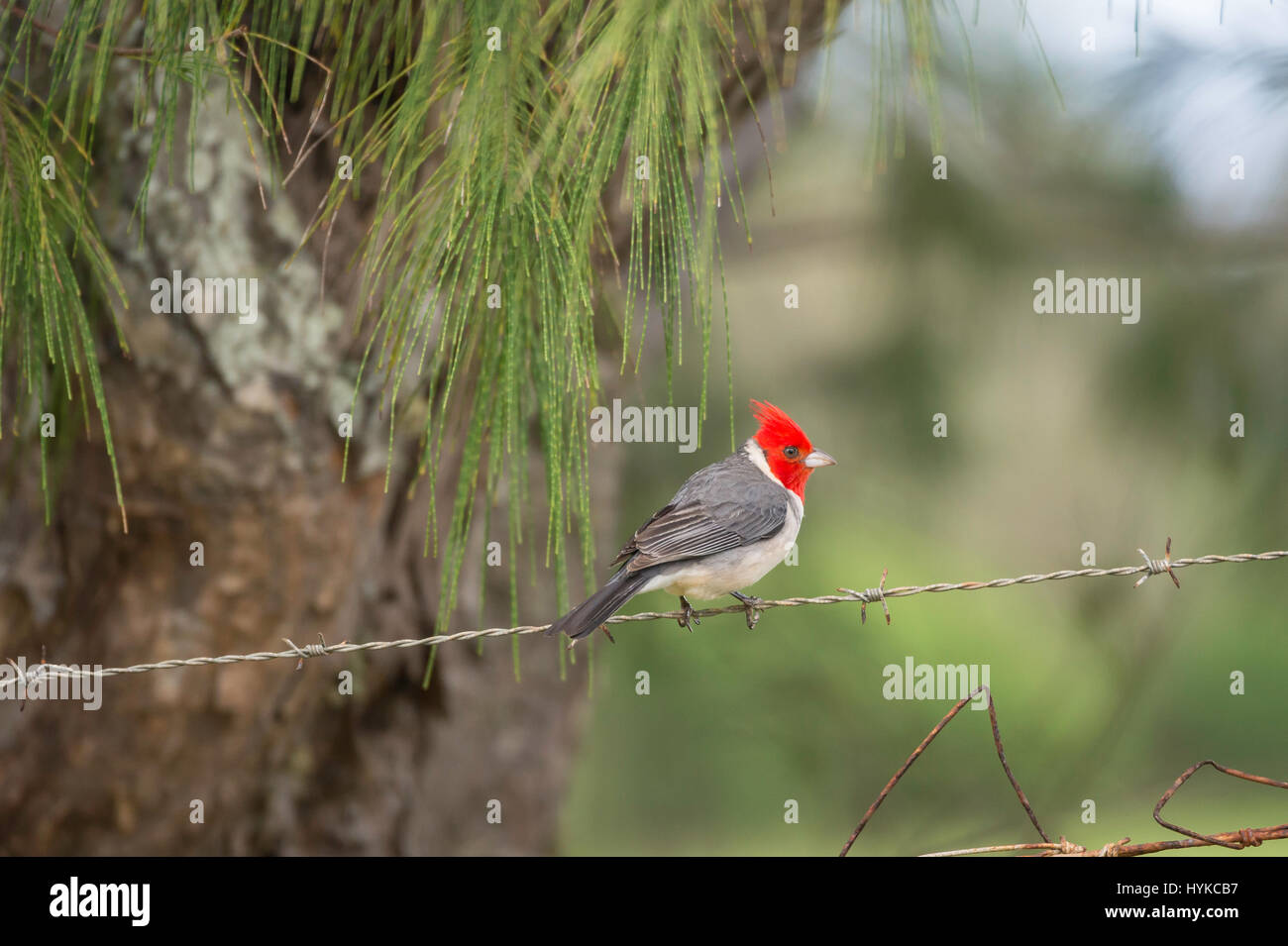 Red-crested cardinal, Paroaria coronata, Kauai, Hawaii, USA Stock Photo ...