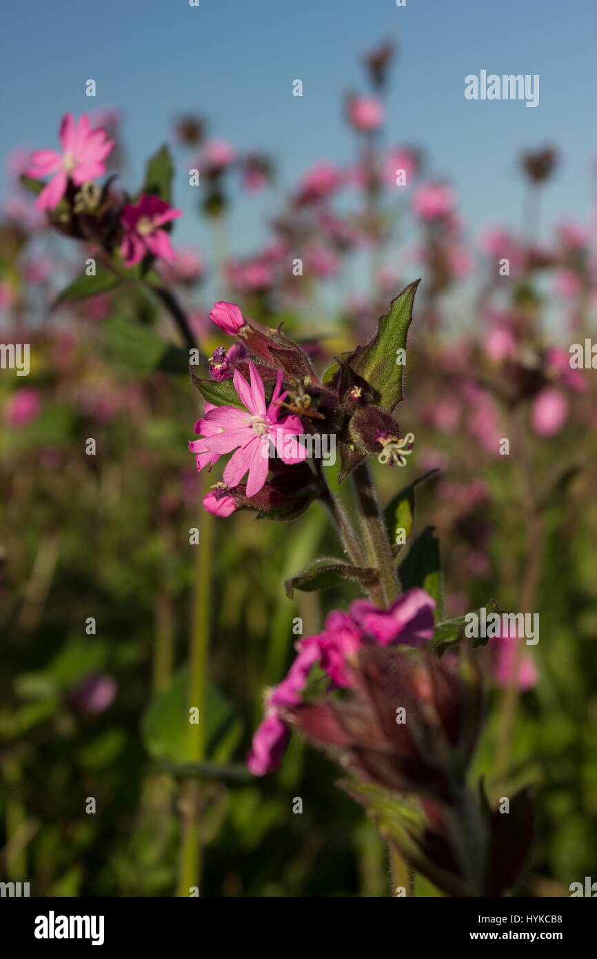 Pink campion hi-res stock photography and images - Alamy