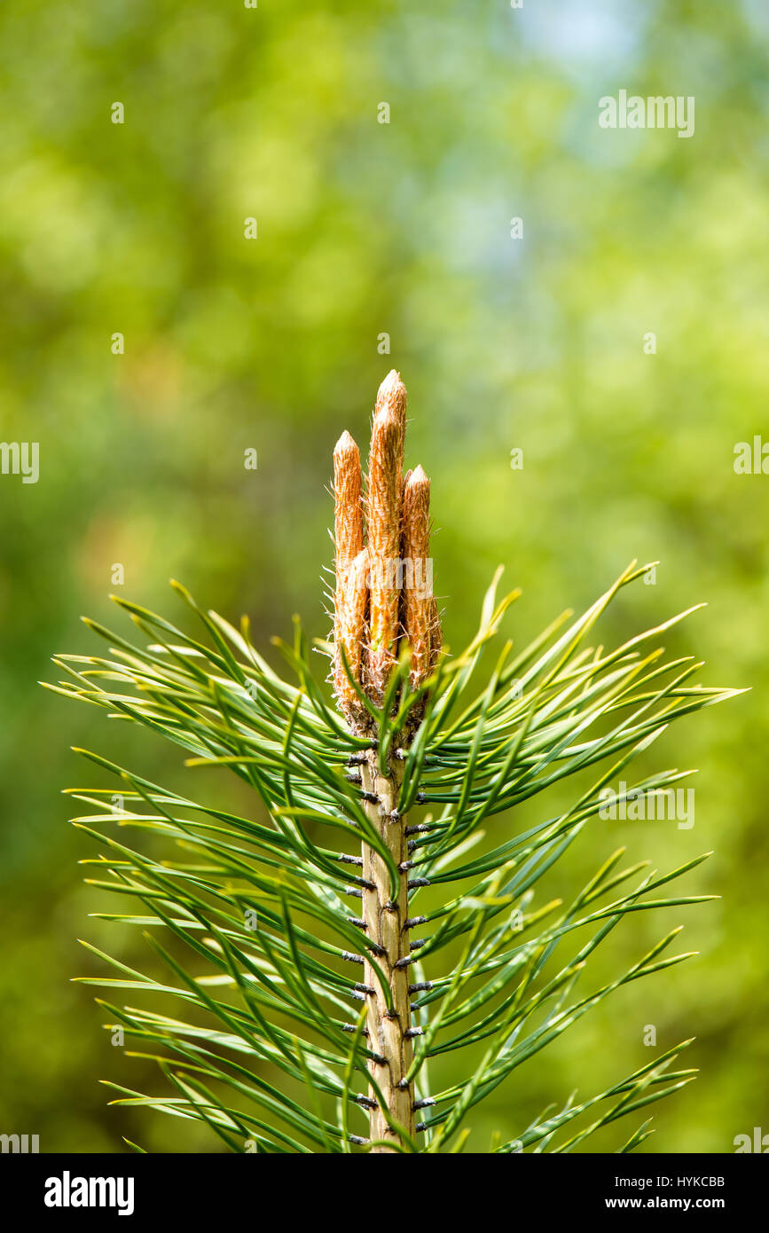 pine tree blossoms in spring on blur background Stock Photo - Alamy
