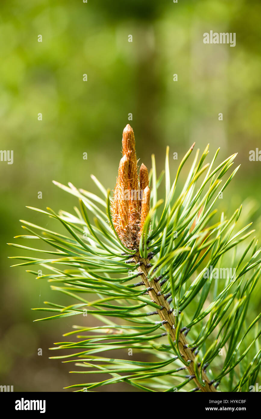 pine tree blossoms in spring on blur background Stock Photo - Alamy